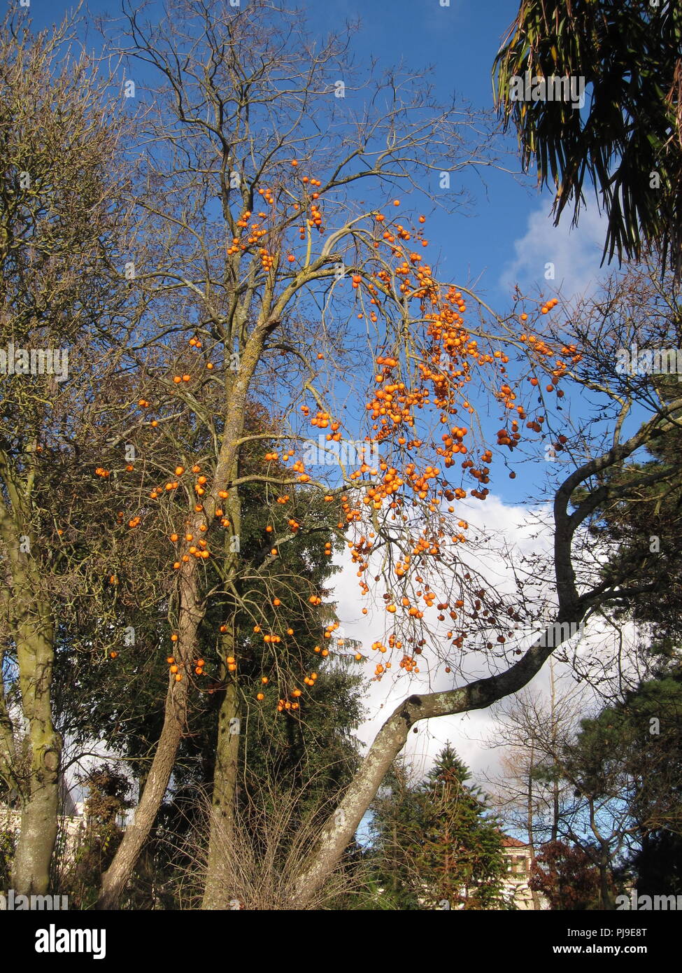 Tree in autumn colours Stock Photo - Alamy