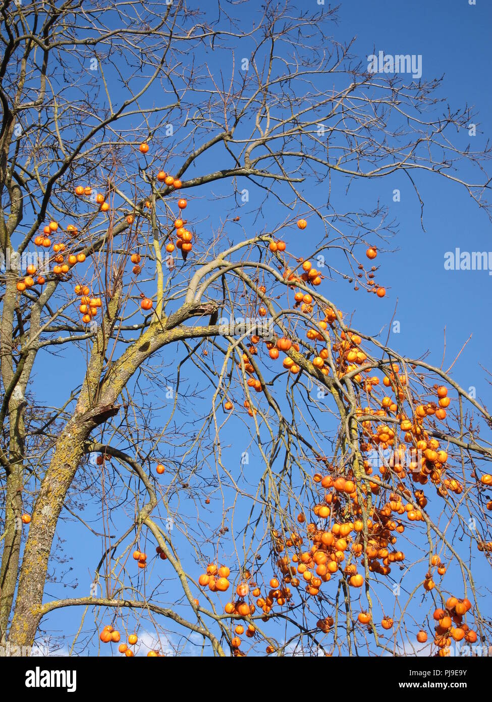 Tree in autumn colours Stock Photo - Alamy