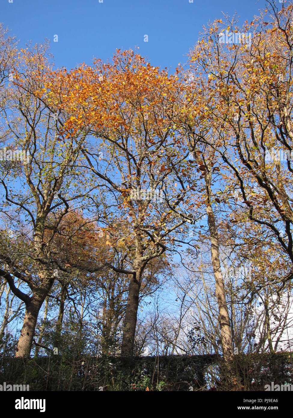 Tree in autumn colours Stock Photo - Alamy