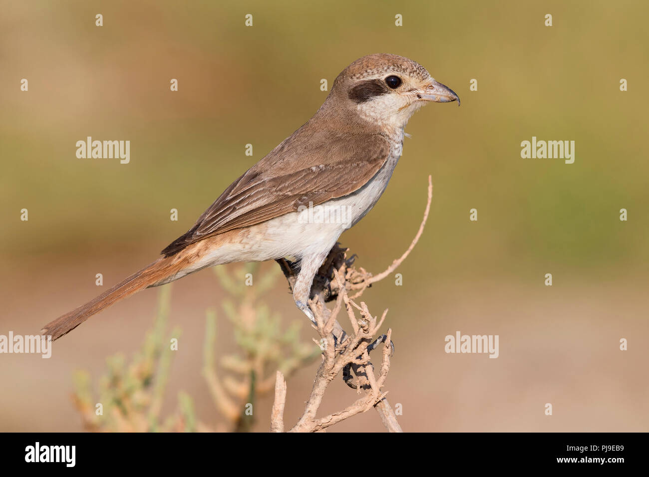 Red-tailed Shrike (Lanius phoenicuroides), juvenile perched on a branch ...