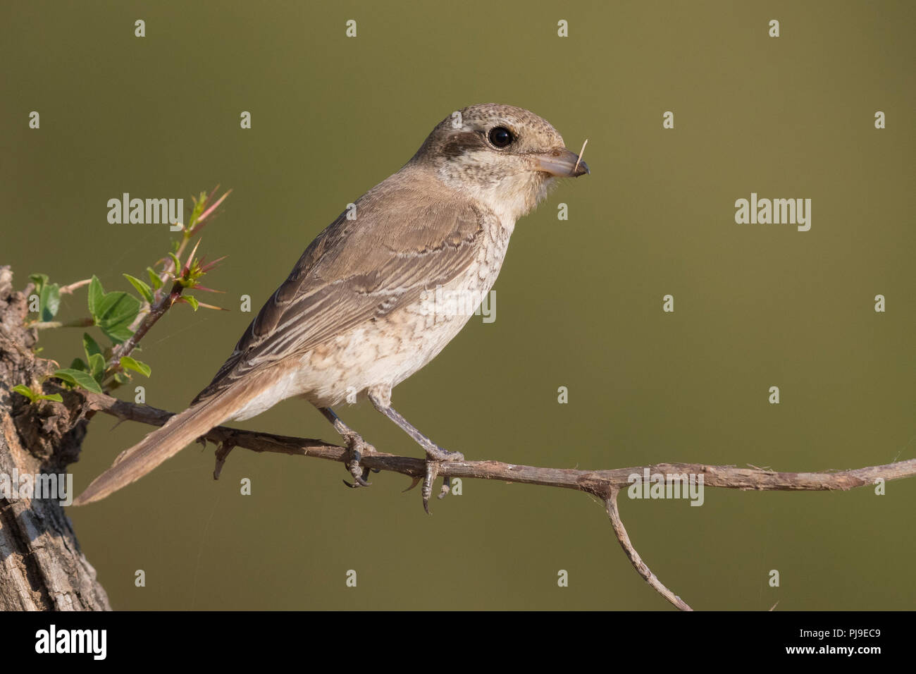 Isabelline Shrike (Lanius isabellinus), juvenile perched on a branch ...