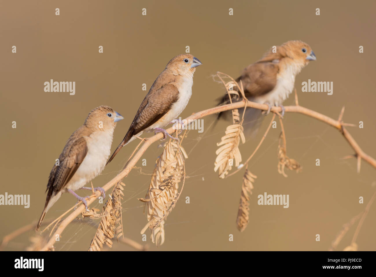 African silverbill hi-res stock photography and images - Alamy