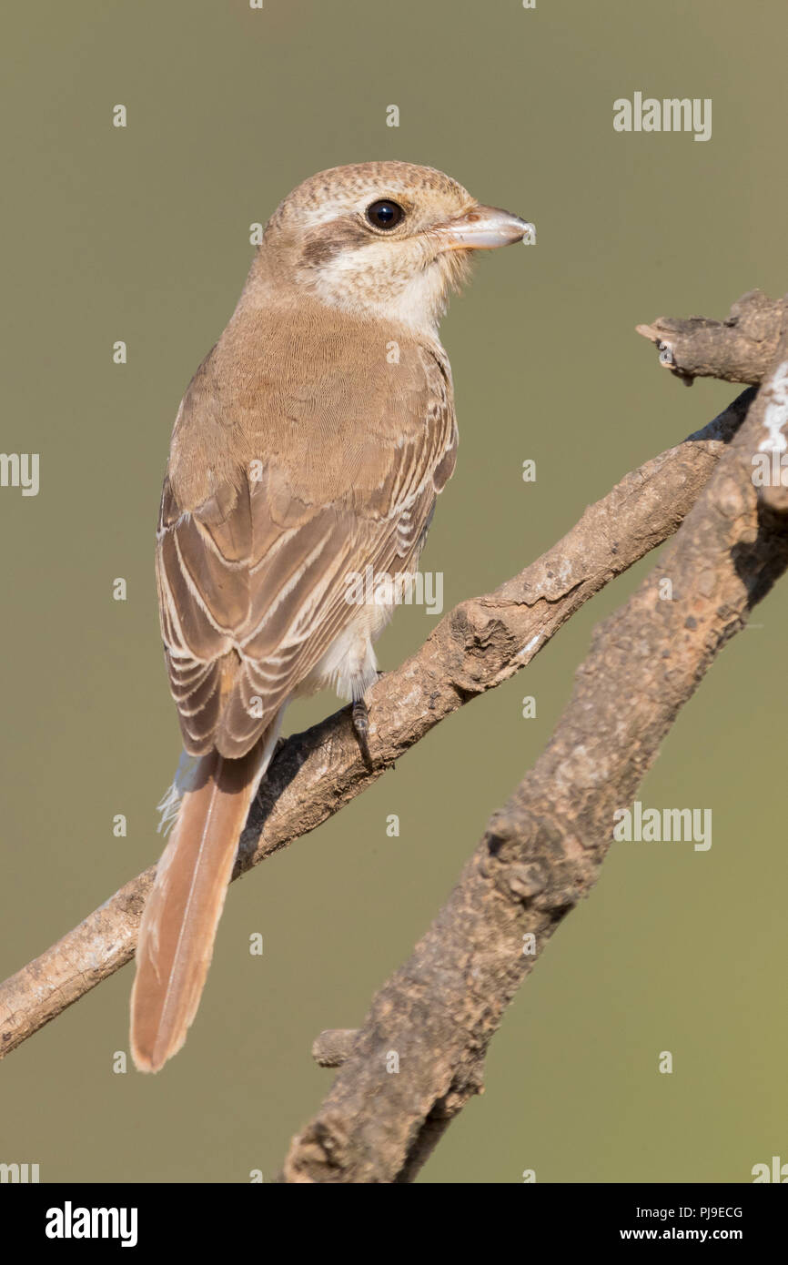 Isabelline Shrike (Lanius isabellinus), juvenile perched on a branch ...