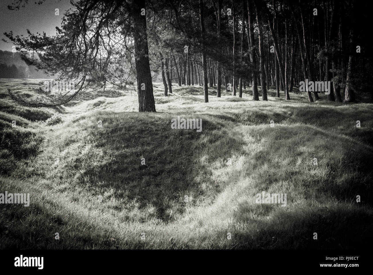 Overgrown craters in the early morning light on the World War One ...