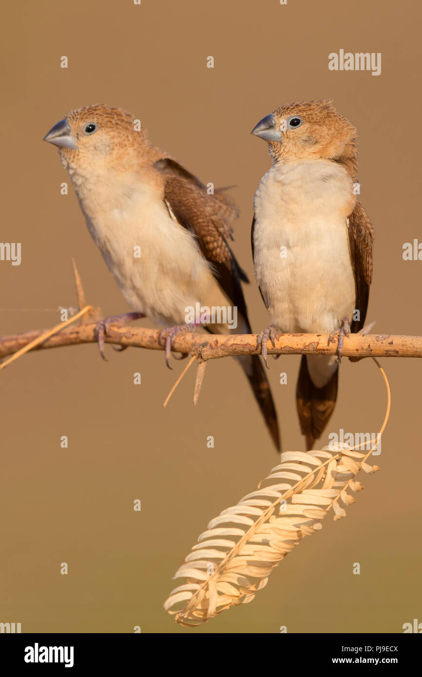 African silverbill hi-res stock photography and images - Alamy