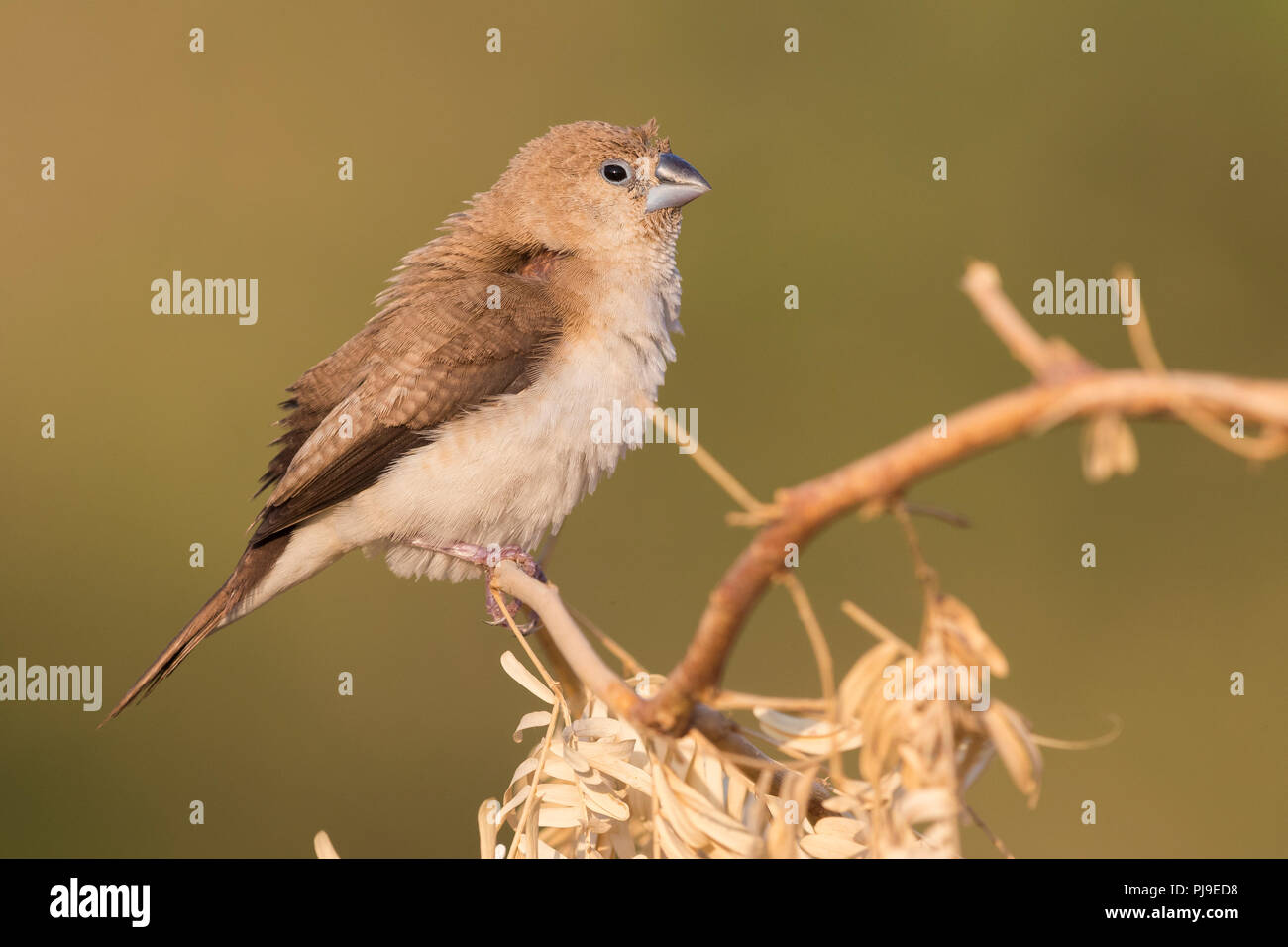 Euodice cantans hi-res stock photography and images - Alamy