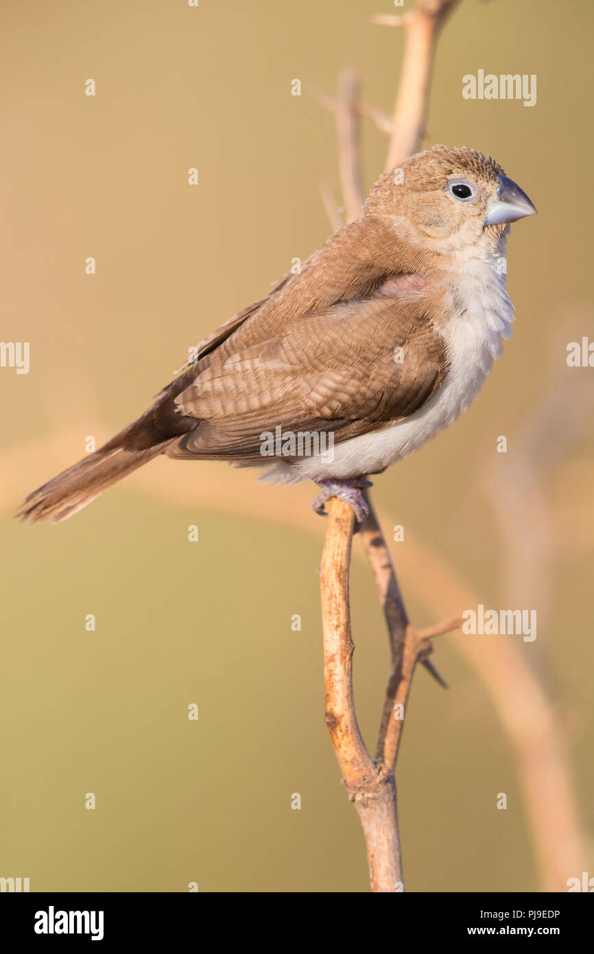 African silverbill hi-res stock photography and images - Alamy