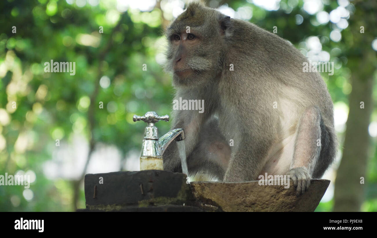 Monkey macaque in the rain forest. Monkeys in the natural environment. Bali, Indonesia. Long ...