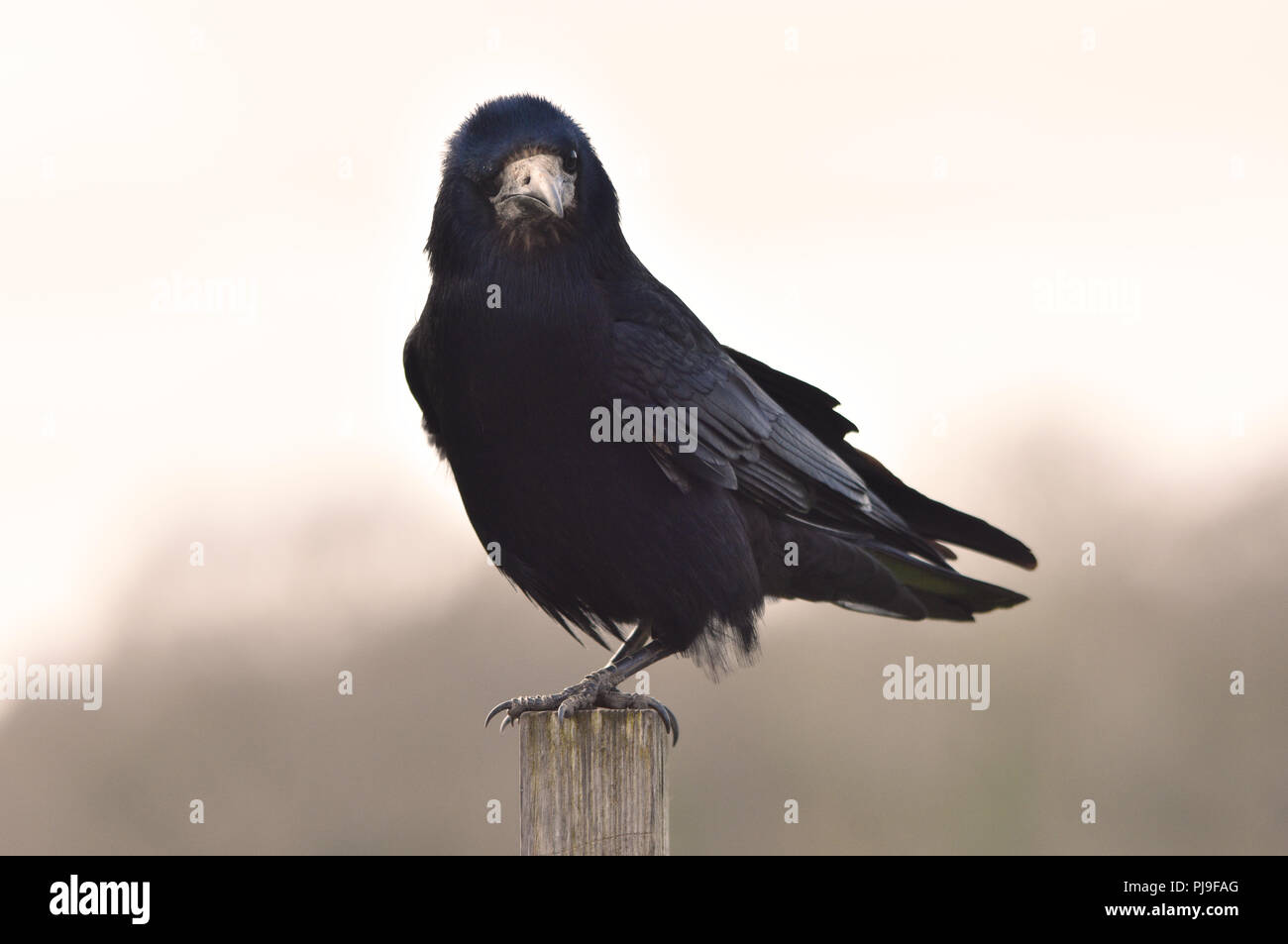 Beautiful black rook bird hi-res stock photography and images - Alamy