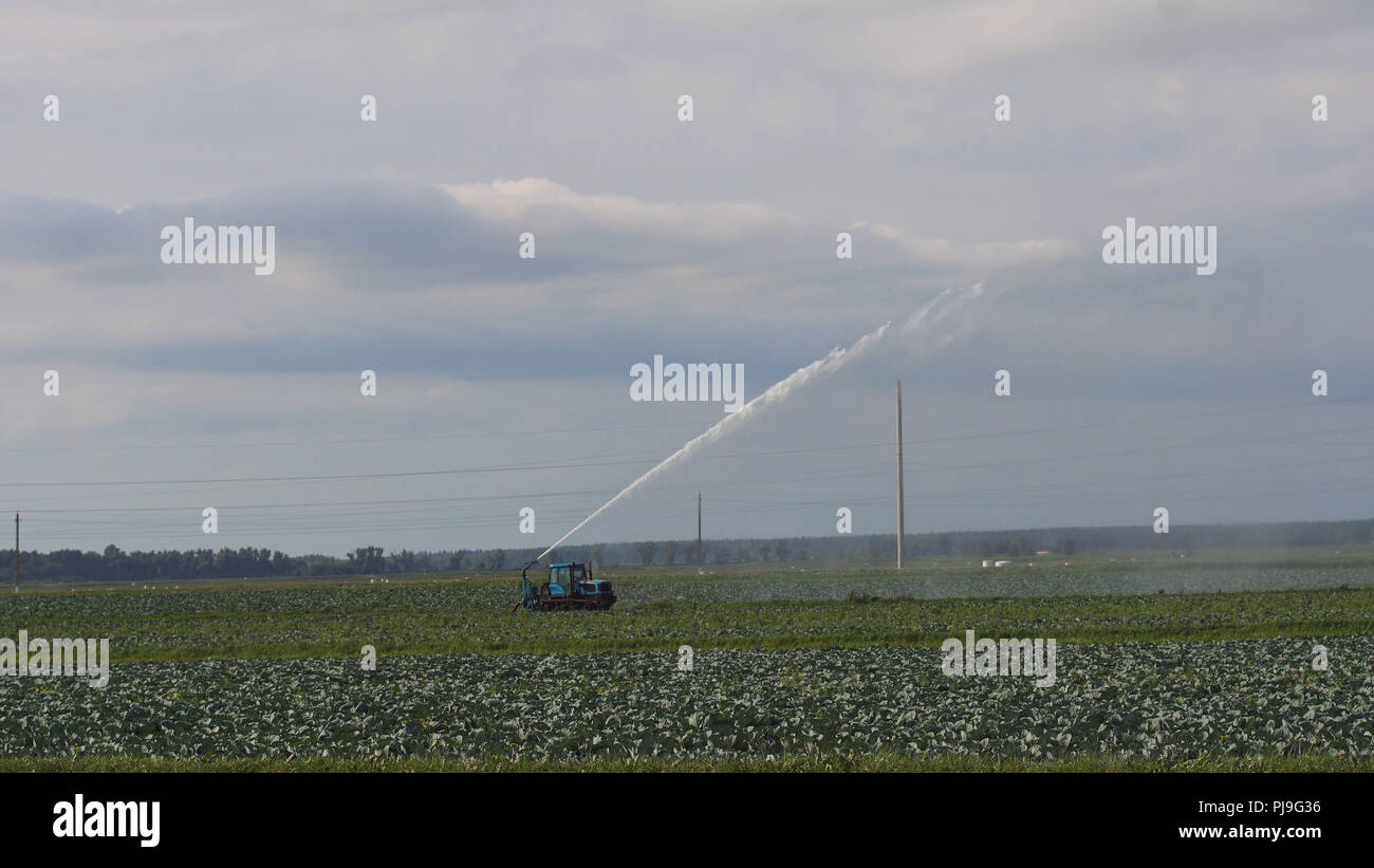 Irrigation system cabbage hi-res stock photography and images - Alamy