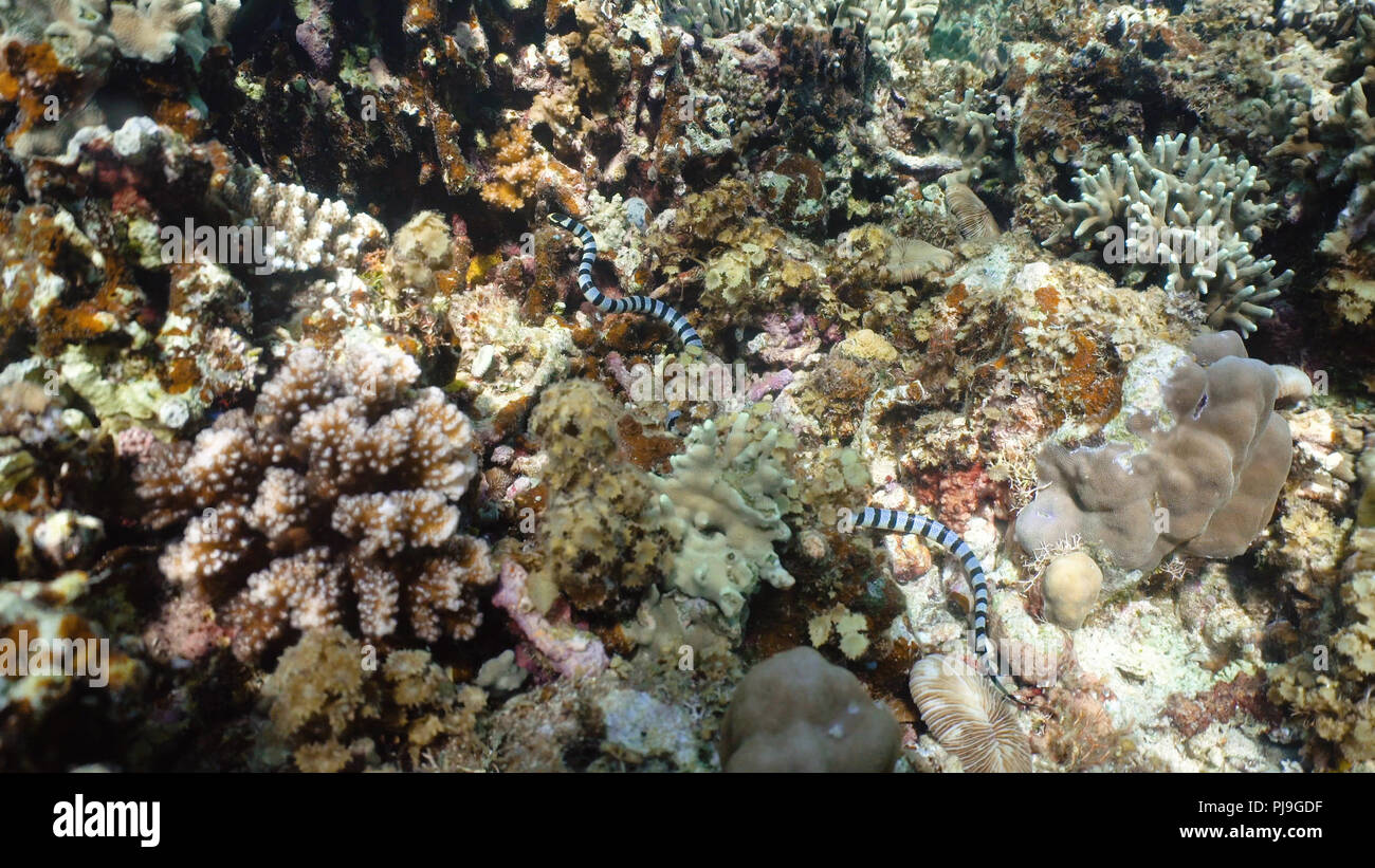 Sea snake on coral reef. Banded Sea Snake underwater.Wonderful and ...