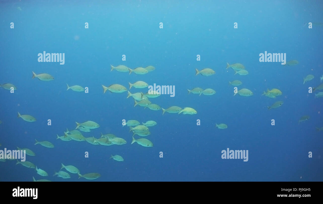 Shoal Fish in ocean. Tropical fish in the blue water. Wonderful and ...