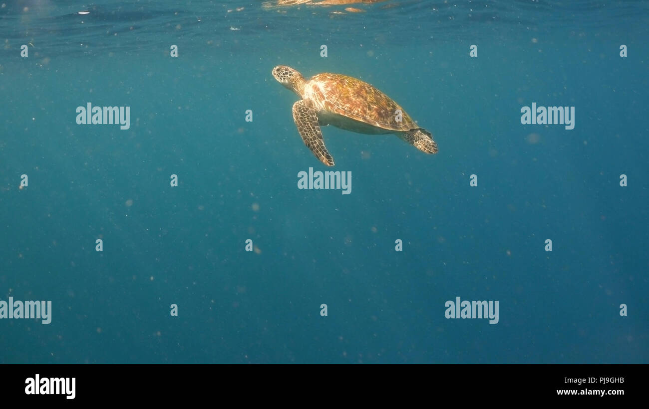 Sea turtle swimming underwater in the sea. Turtle moves its flippers in ...