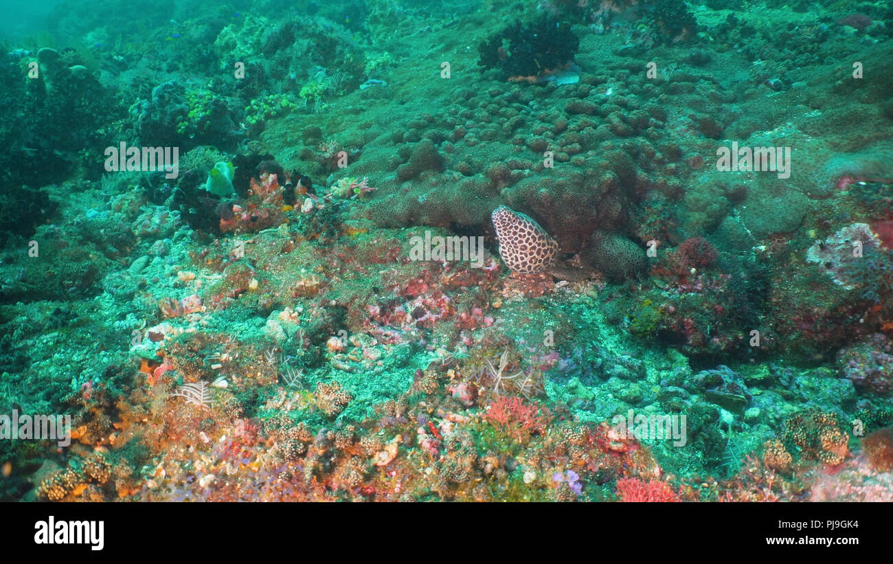 Moray eel on coral reef. Underwater world with corals and tropical fish ...