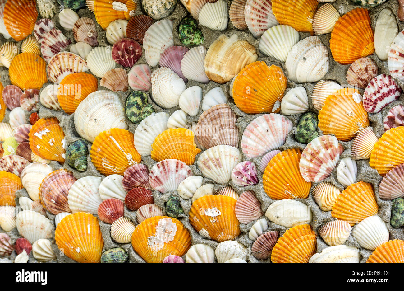 Colorful shells are set on the wall, background texture material Stock ...