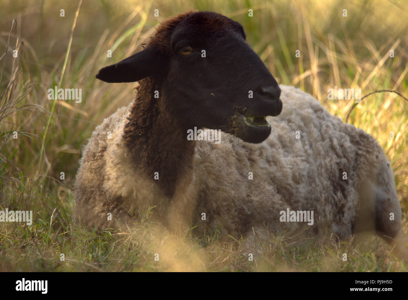 A sheep laying on the grass Stock Photo - Alamy