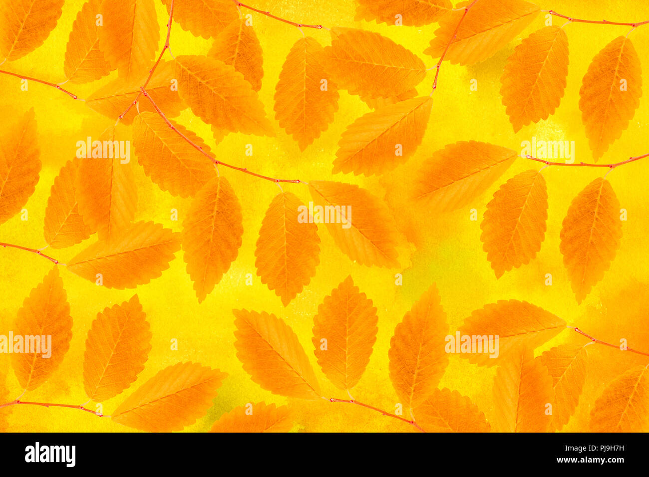Yellow autumn leaves and branches on a watercolour background, vibrant ...