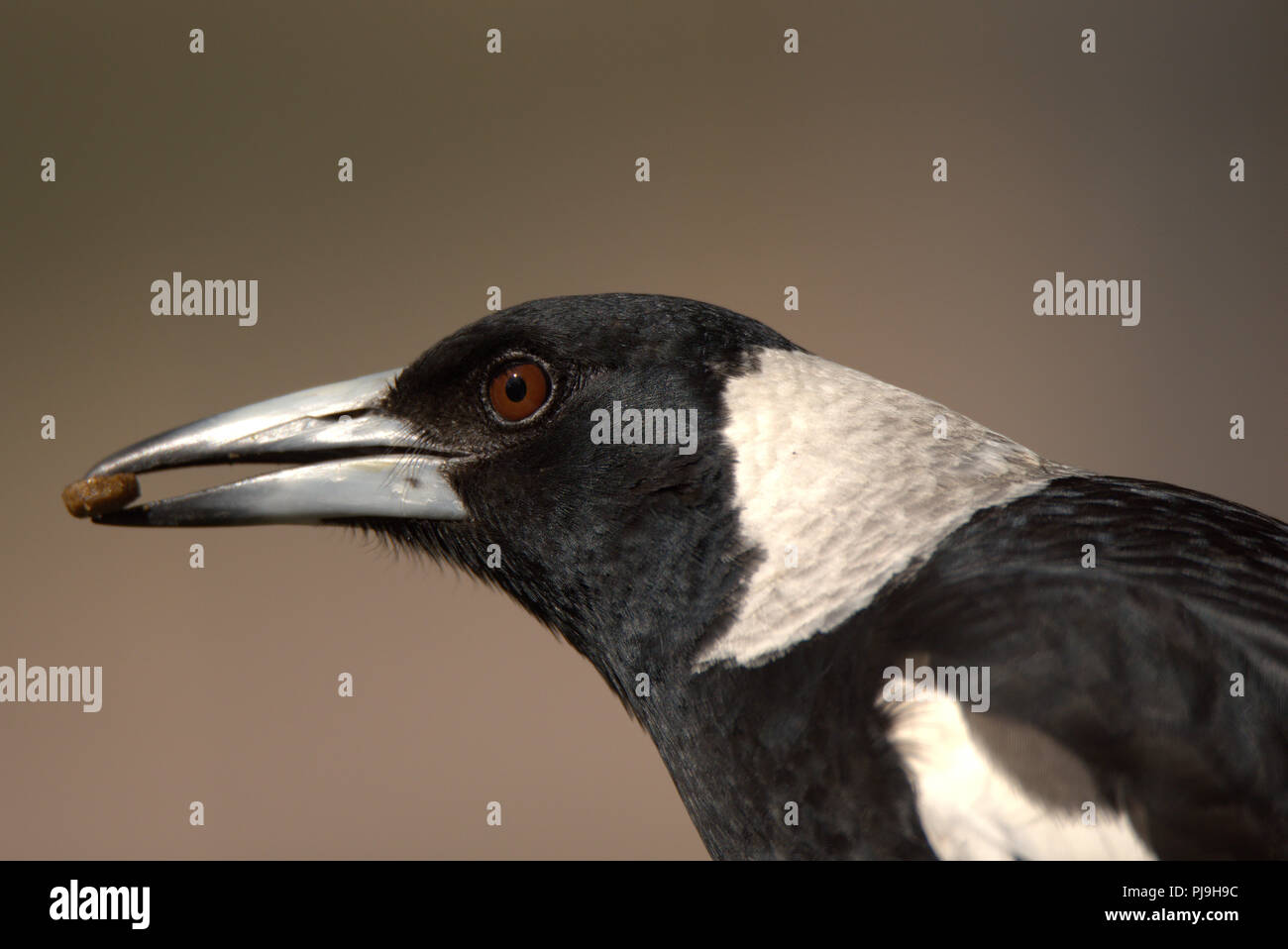 Portrait of a Magpie Stock Photo - Alamy