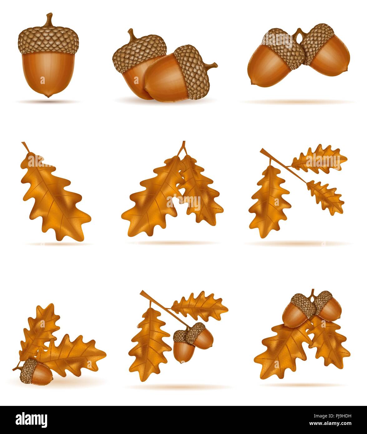 set icons autumn oak acorns with leaves vector illustration isolated on ...