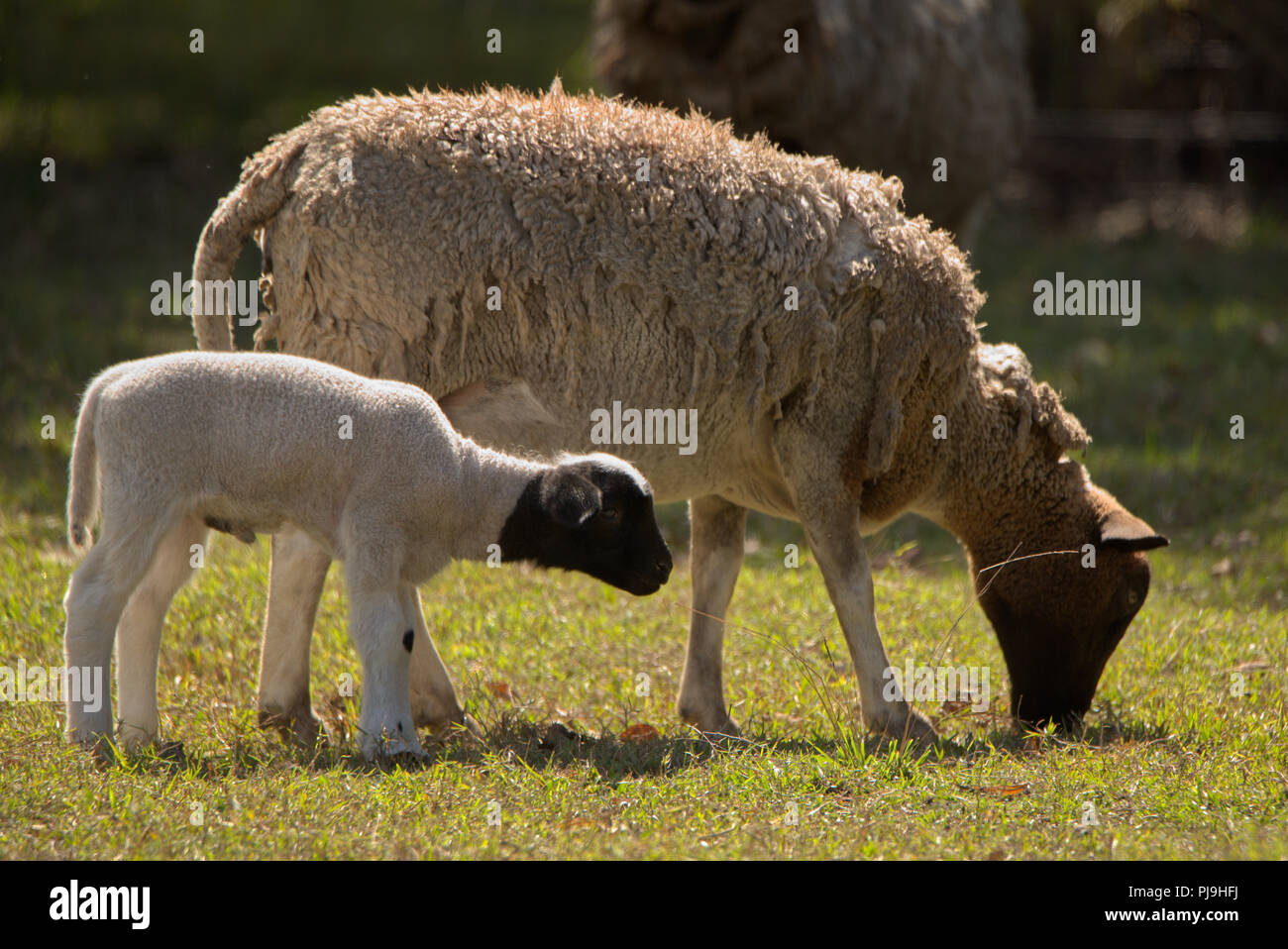 Animal love sheep hi-res stock photography and images - Alamy