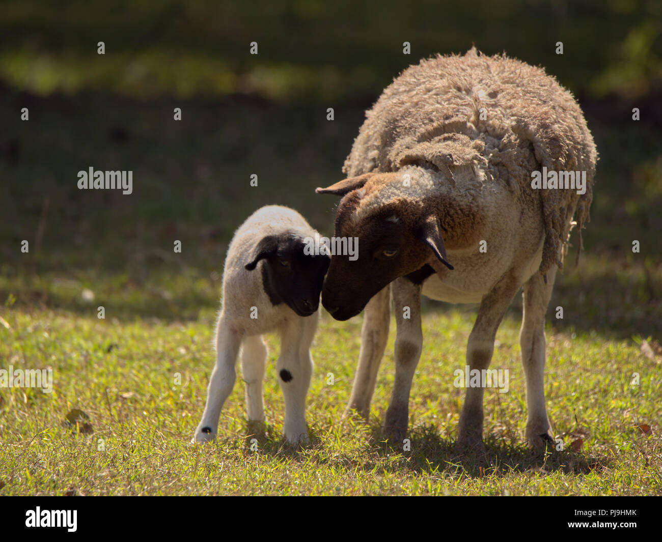 A female sheep and her lamb Stock Photo - Alamy