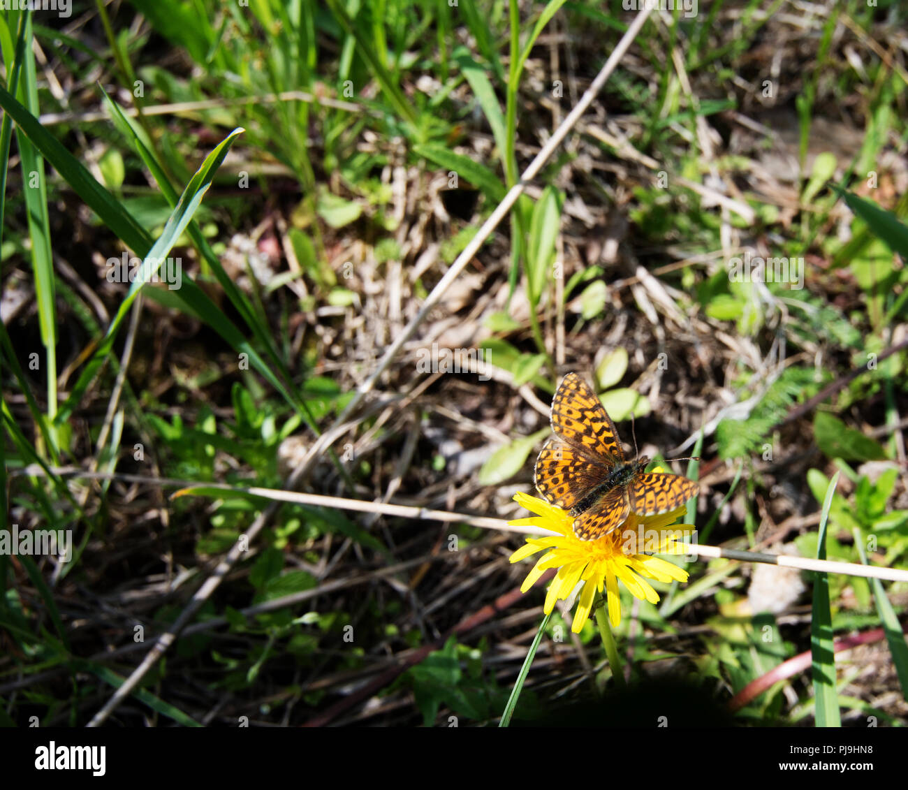 Butterfly reflection water hi-res stock photography and images - Alamy