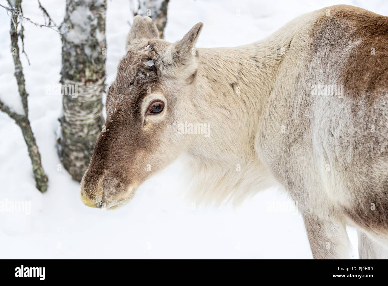 Young reindeer in the forest in winter, Lapland, Finland Stock Photo ...