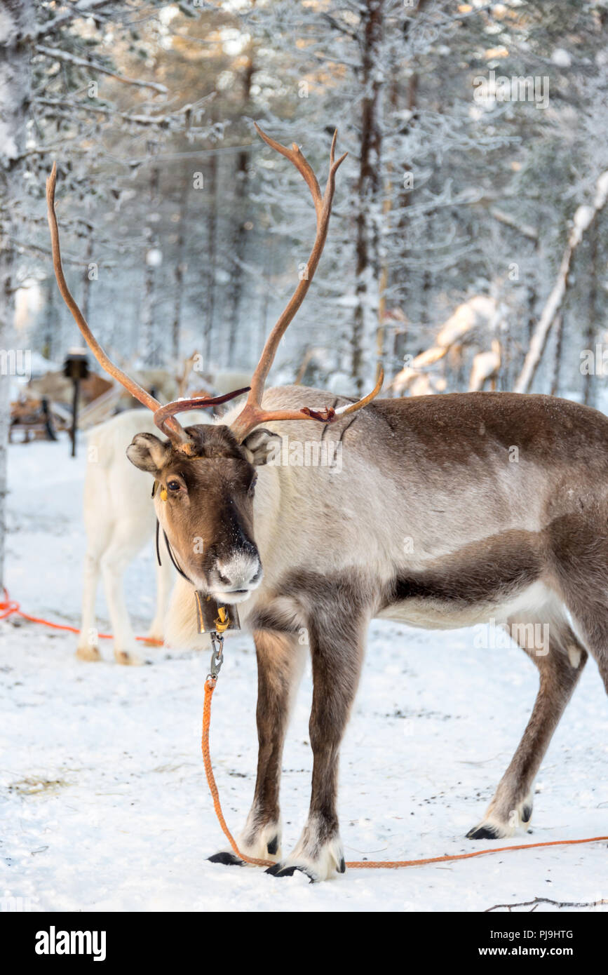Finnish forest reindeer hi-res stock photography and images - Alamy