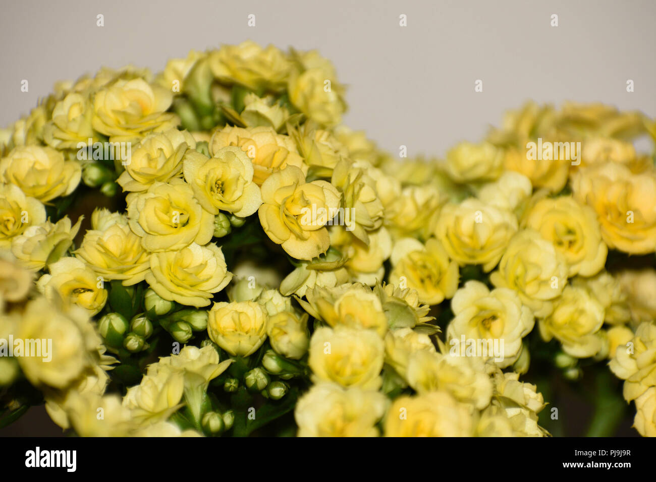Kalanchoe kalanchoe blossfeldiana blossom hi-res stock photography and ...