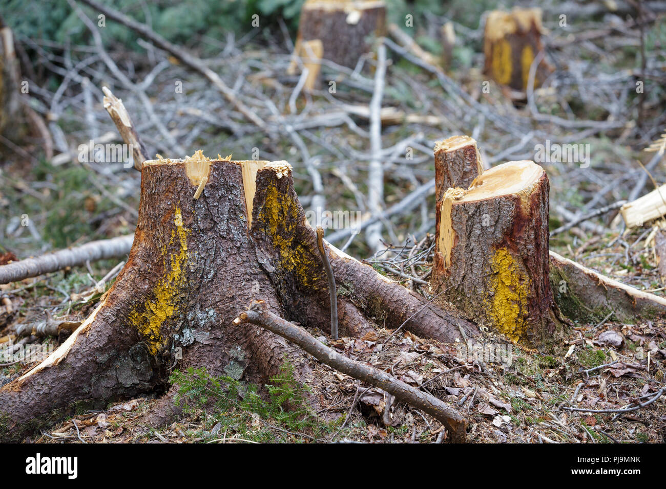 Unit 35 of the Kanc 7 Timber Harvest Project in the White Mountains of ...