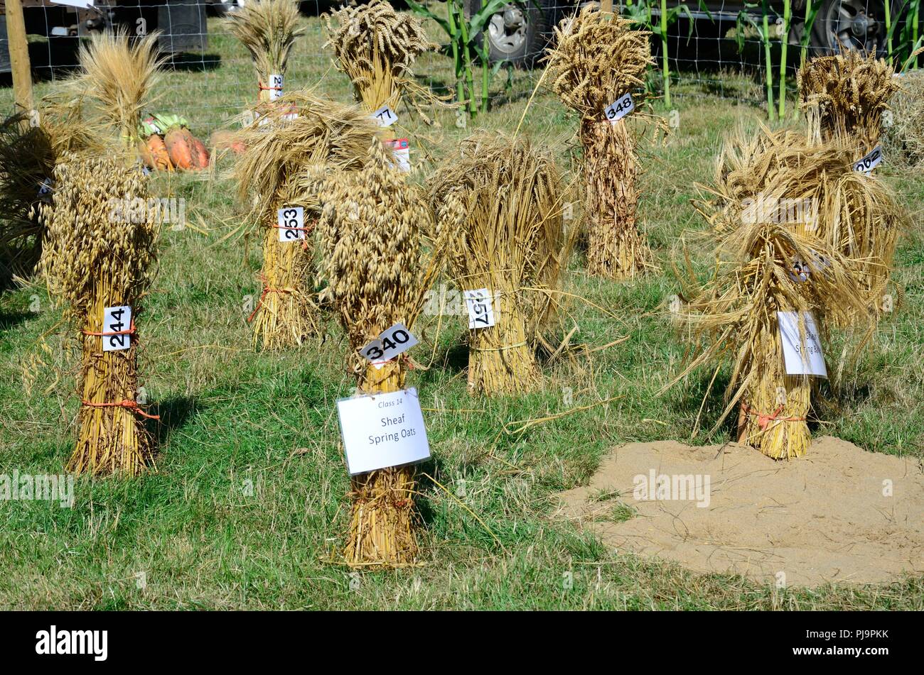 Sheaves of spring oats on display in an agricultural show Stock Photo ...