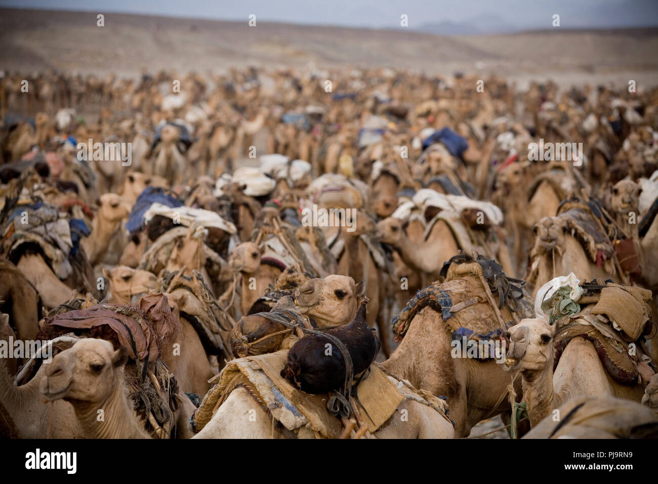 Salt caravan camels hi-res stock photography and images - Alamy
