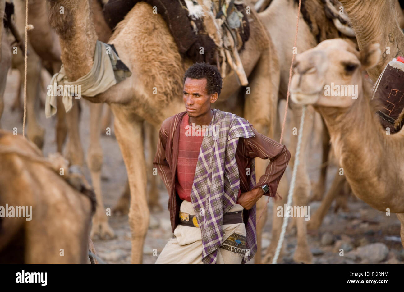 Afar camel hi-res stock photography and images - Alamy