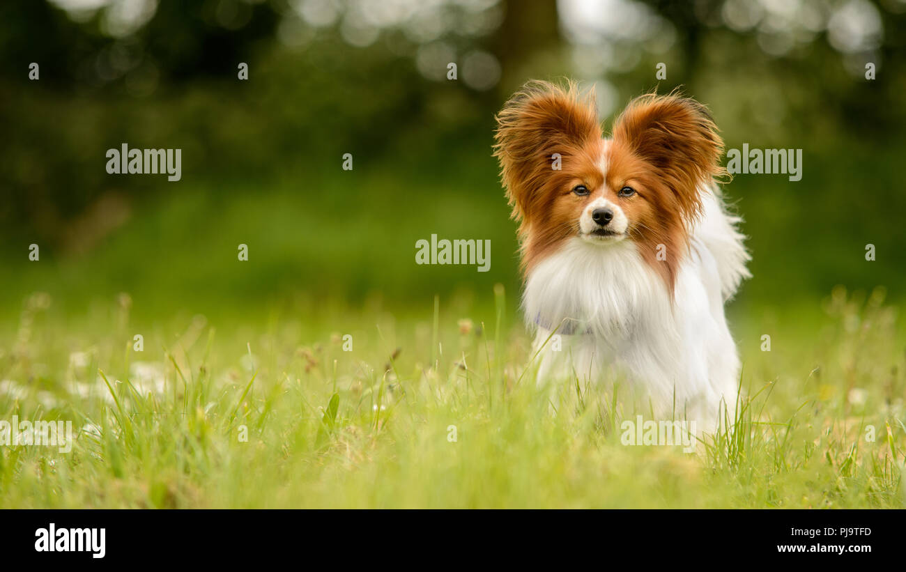 Papillon tongue hi-res stock photography and images - Alamy