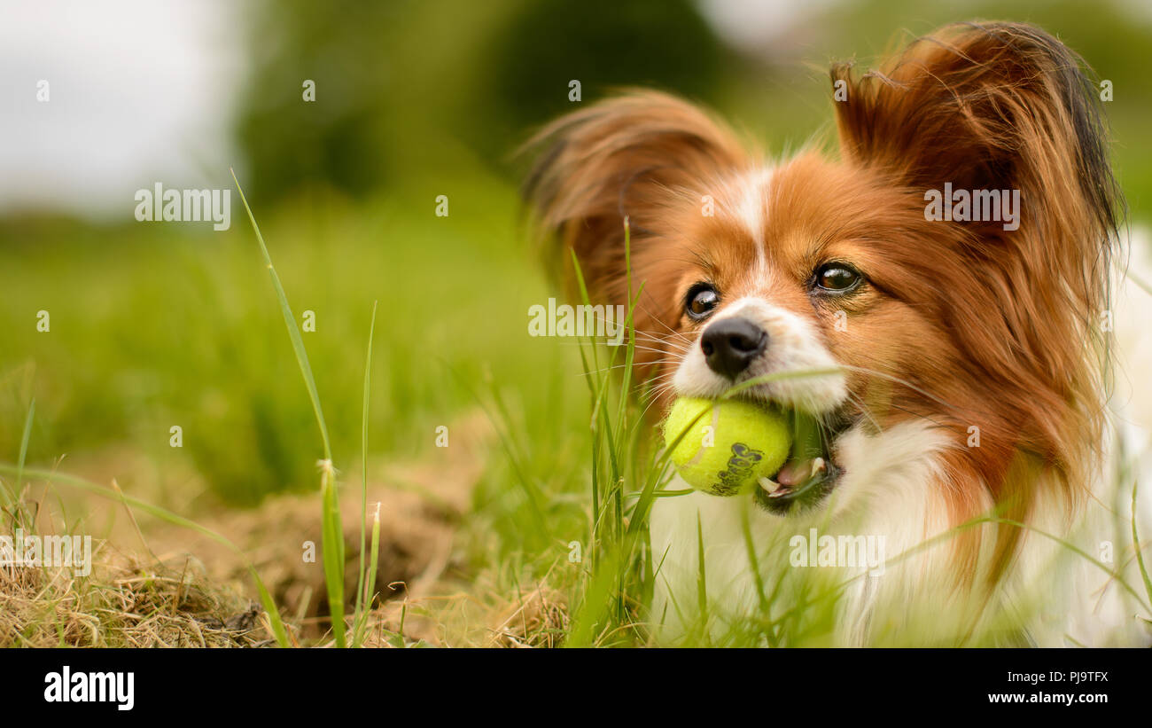 Young papillon dog in hi-res stock photography and images - Alamy