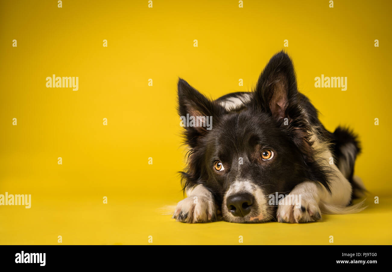 What Breed Of Dog Has Yellow Eyes