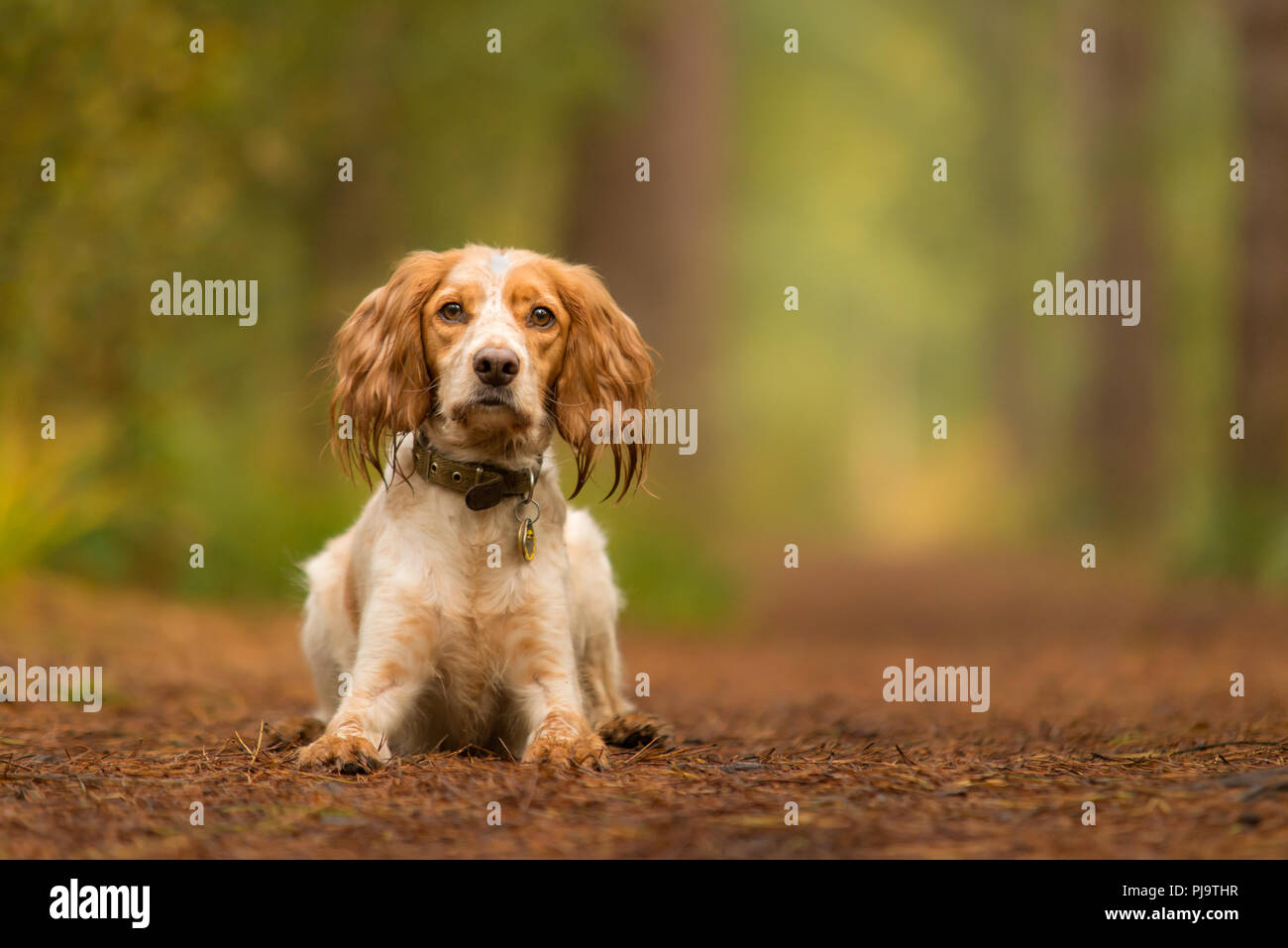 Cocker Spaniel in Woodland Stock Photo - Alamy
