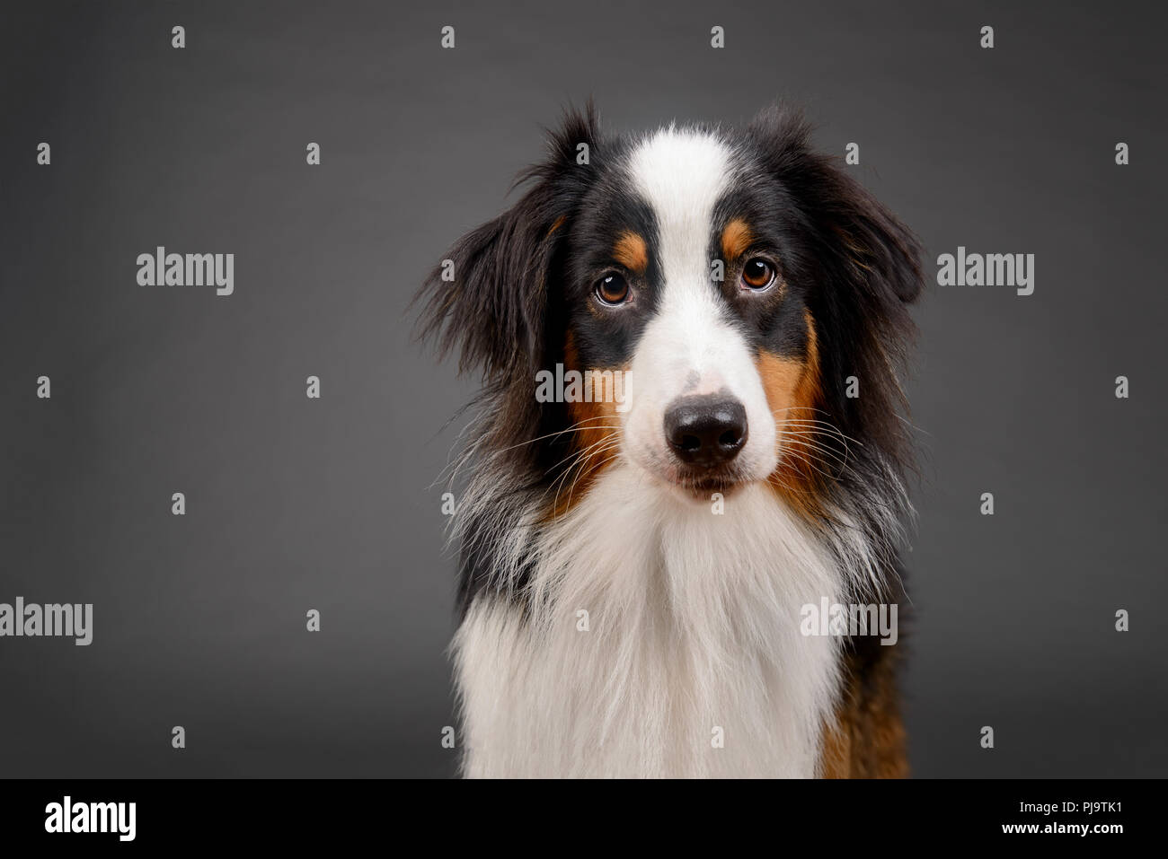 Australian Shepherd Dog in Studio on Grey Background Stock Photo - Alamy