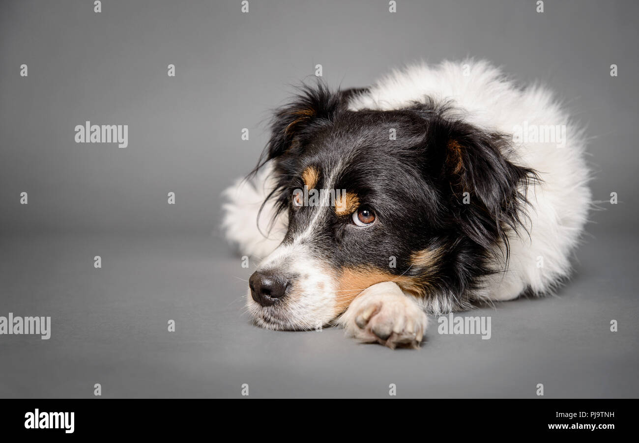 Grey border collie hi-res stock photography and images - Alamy