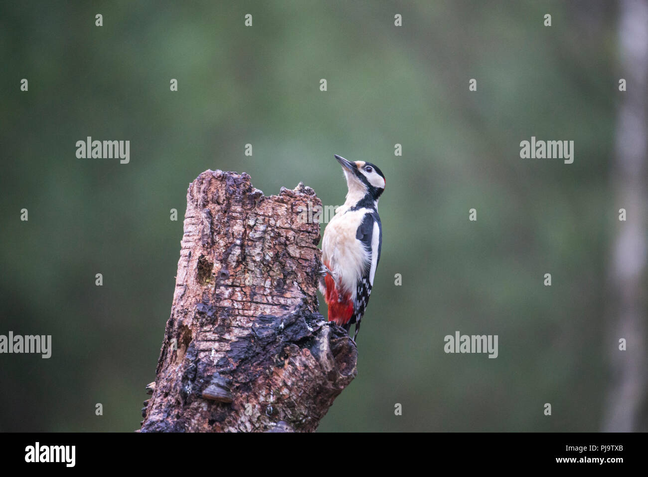 Cute Woodpecker on tree. Green forest background.Middle Spotted ...
