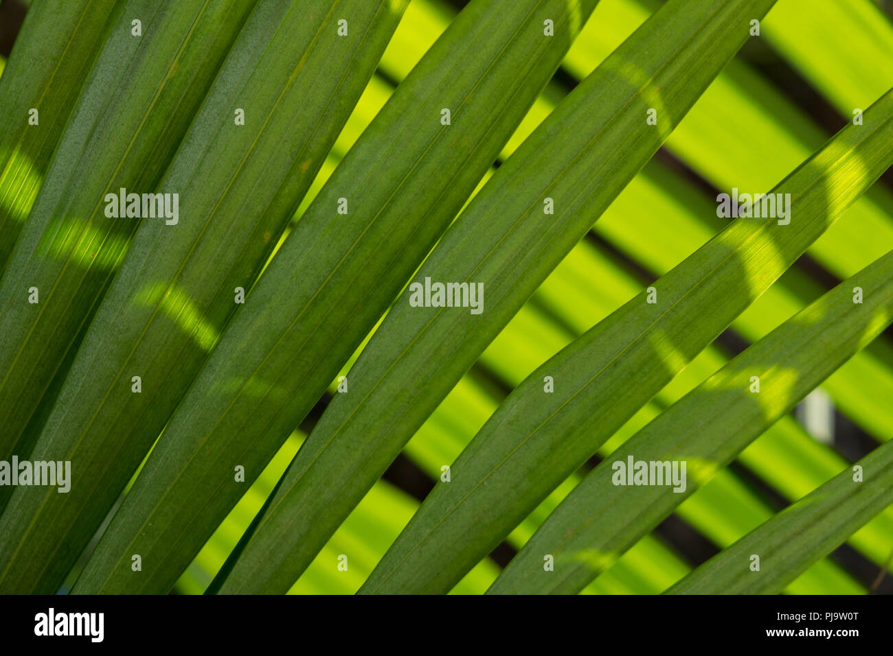 Tropical abstract patterns in nature: light shining through palm tree ...