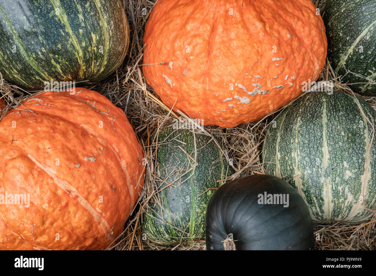 Rustic field display hi-res stock photography and images - Alamy