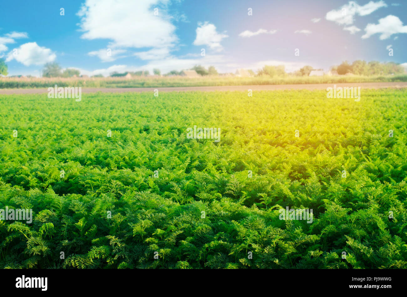 Carrot agriculture hi-res stock photography and images - Alamy