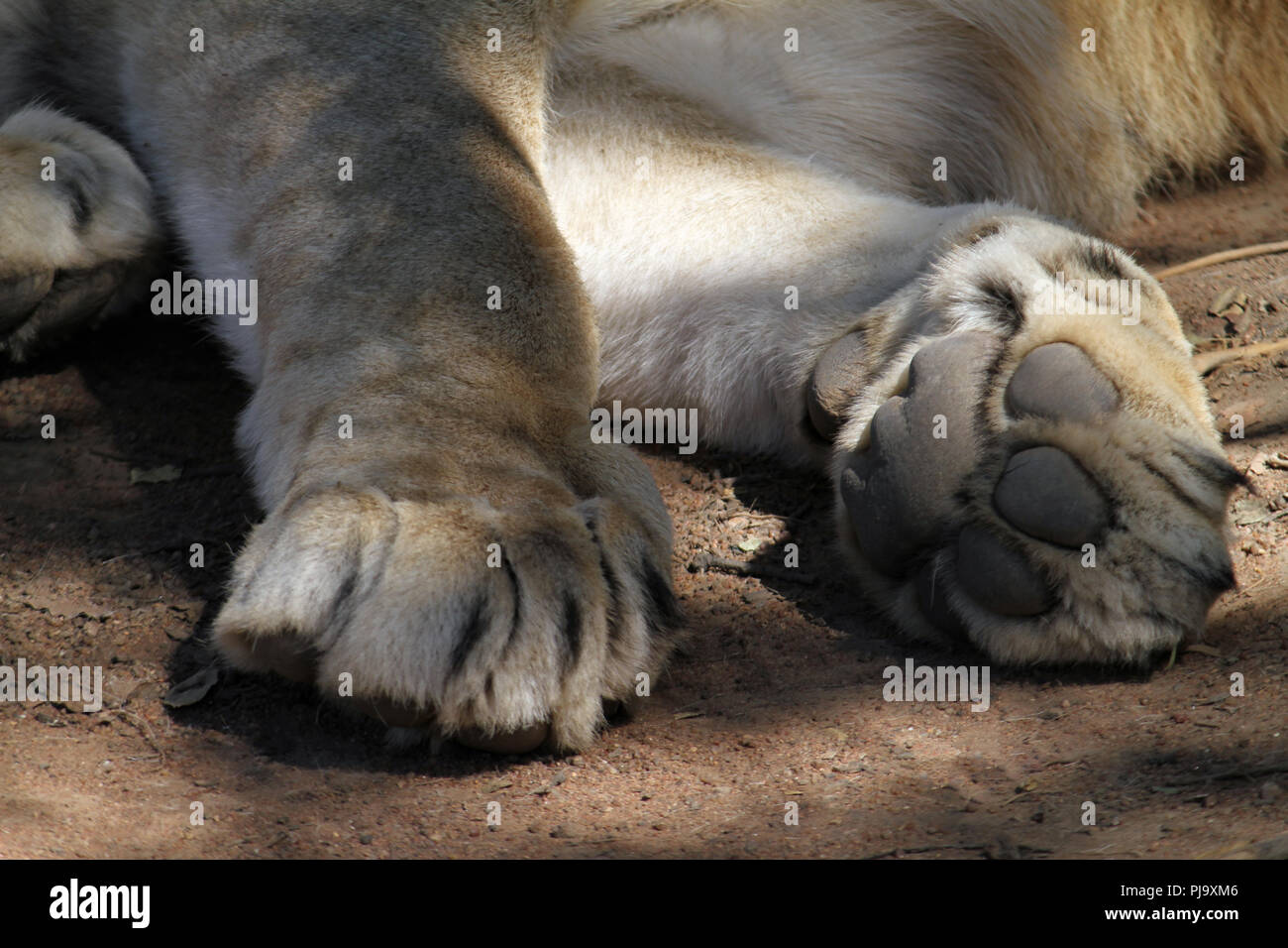 Closeup of the paws of a lion cub in South Africa Stock Photo - Alamy