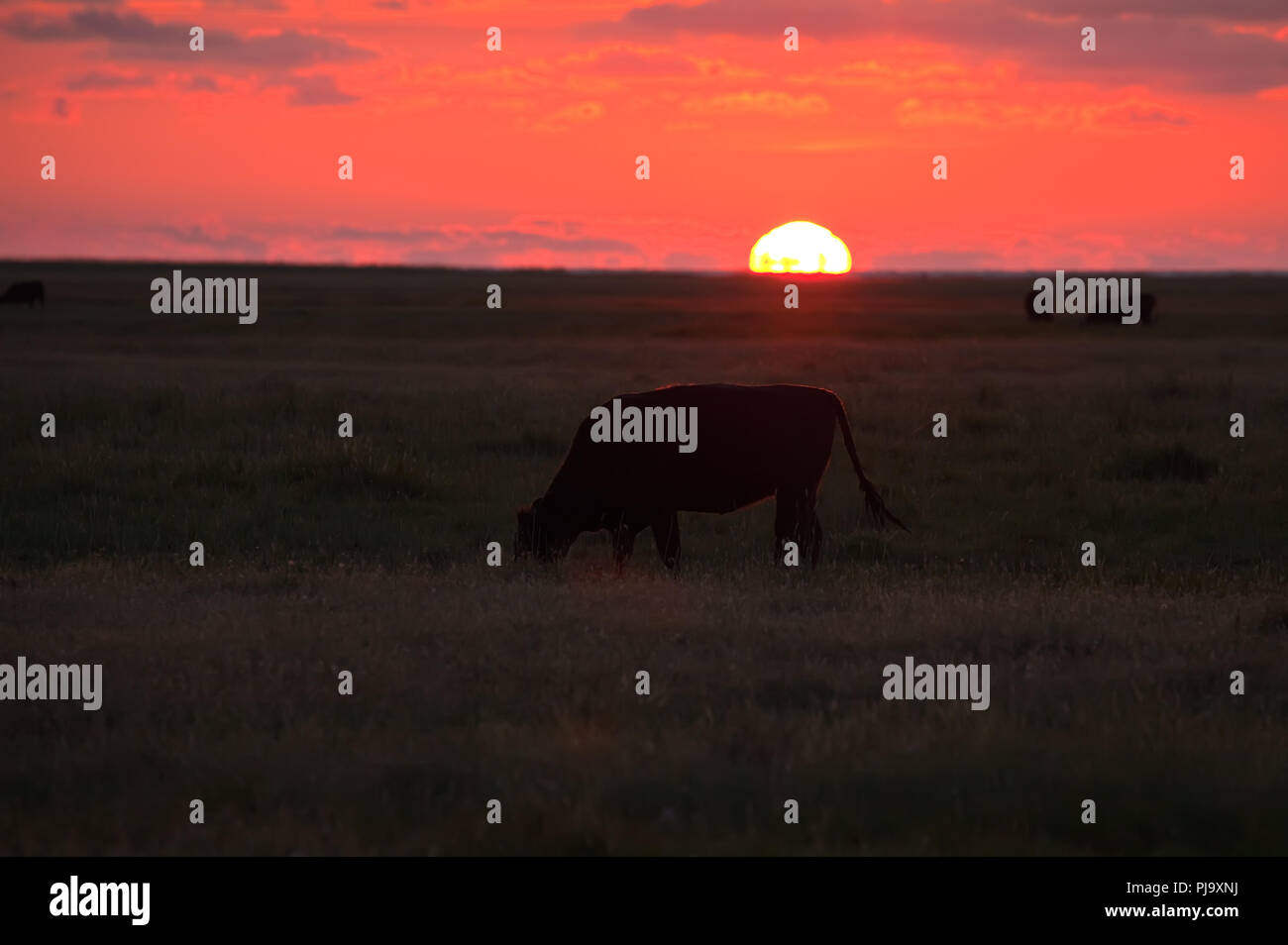 Grazing cows at sunset hi-res stock photography and images - Alamy
