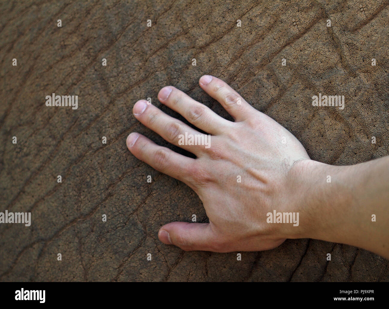 Human elephant interaction hi-res stock photography and images - Alamy