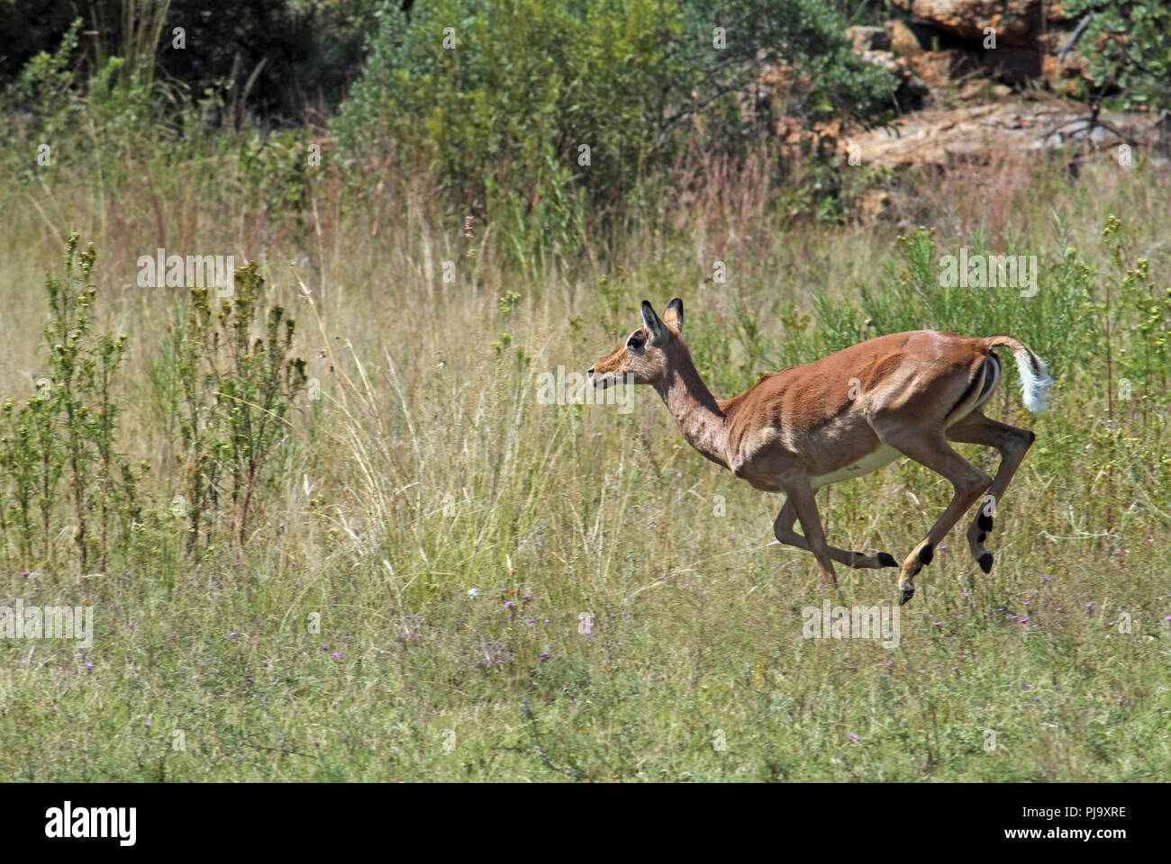 Gazelles Herd High Resolution Stock Photography and Images - Alamy