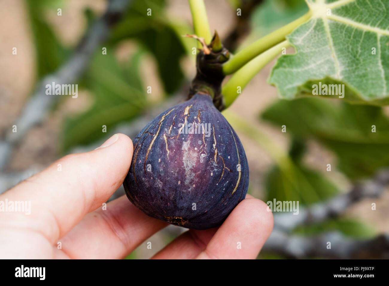 Fig farm hi-res stock photography and images - Alamy