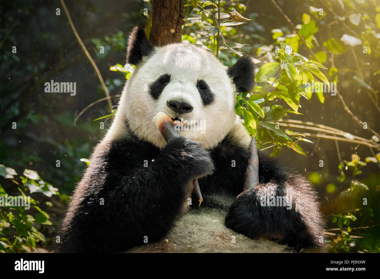 Giant panda bear in China Stock Photo - Alamy