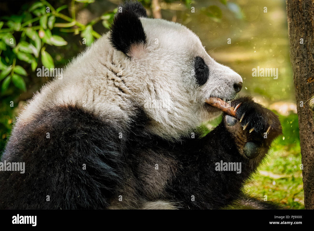 Giant panda bear in China Stock Photo - Alamy